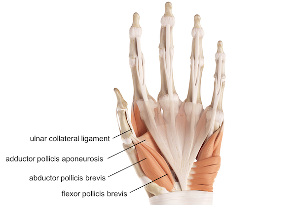 Thumb Muscles Anatomy